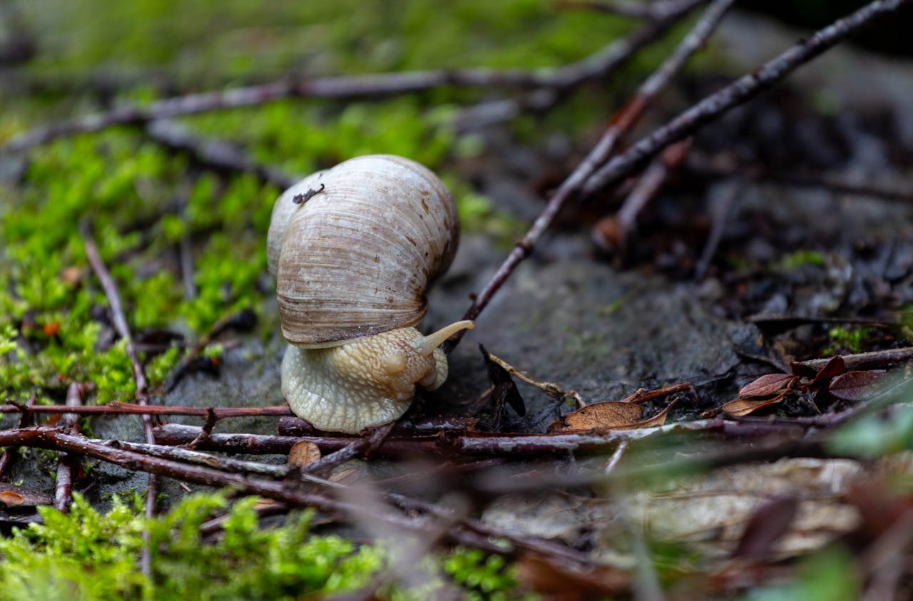 Slakken tegen aaltjes: Zo krijg je de slakken uit je tuin! - Huizen en ...